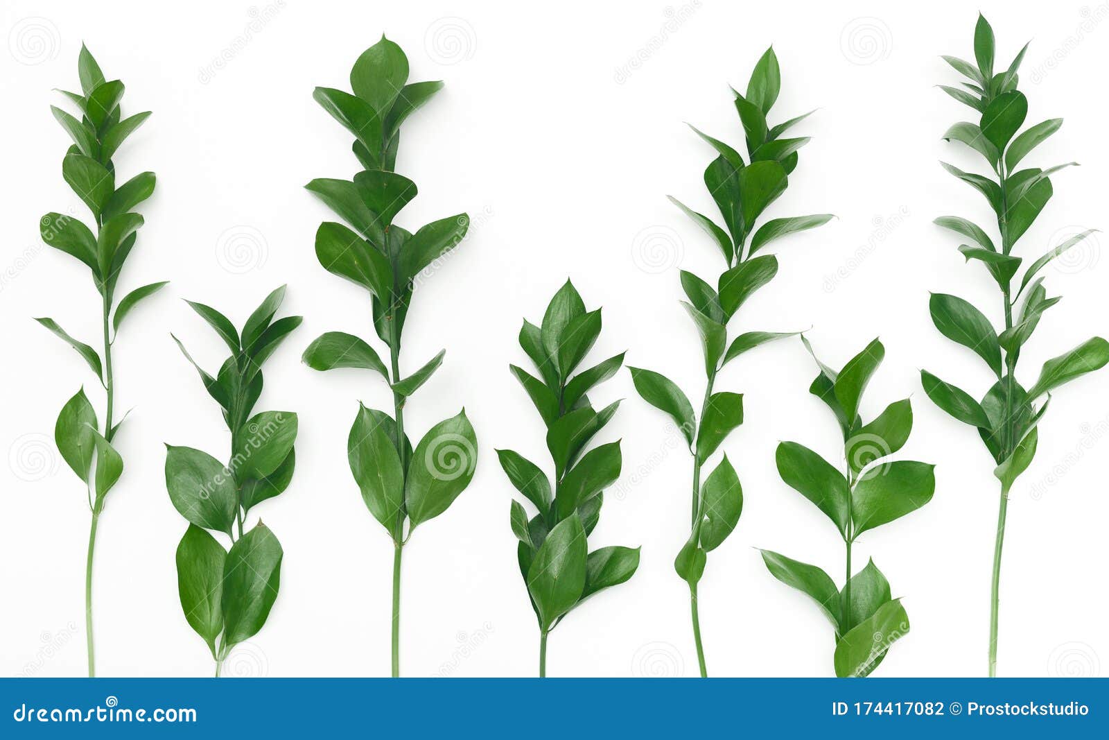 Fresh Light Green Leaves Pattern Isolated on White Background Stock ...