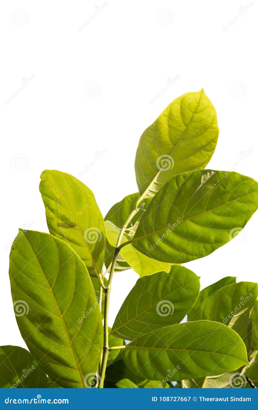 Fresh Light Green Tree Leave Isolated on White Stock Image - Image of ...