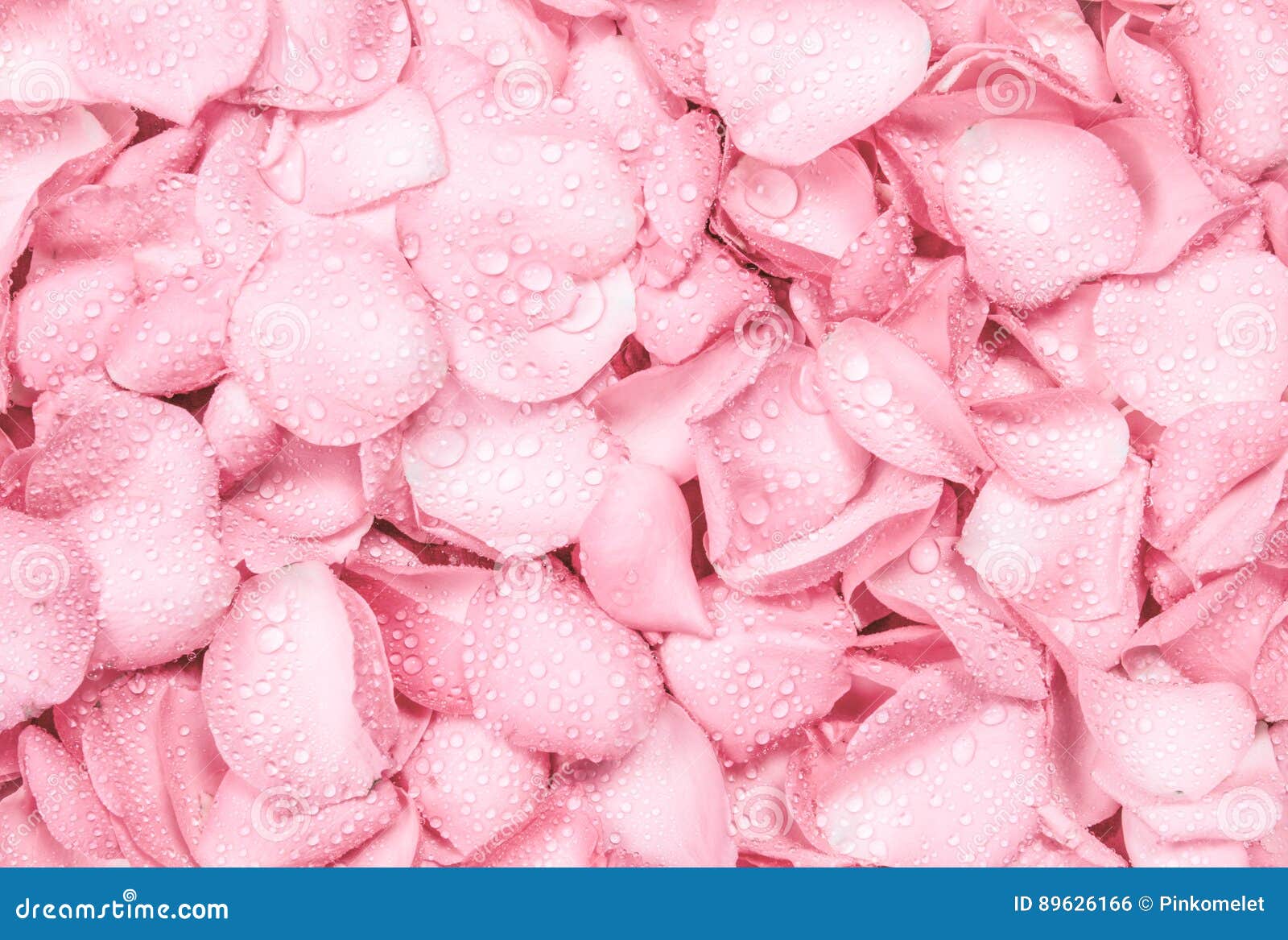 Fresh Light Pink Rose Petal Background with Water Rain Drop Stock Photo ...