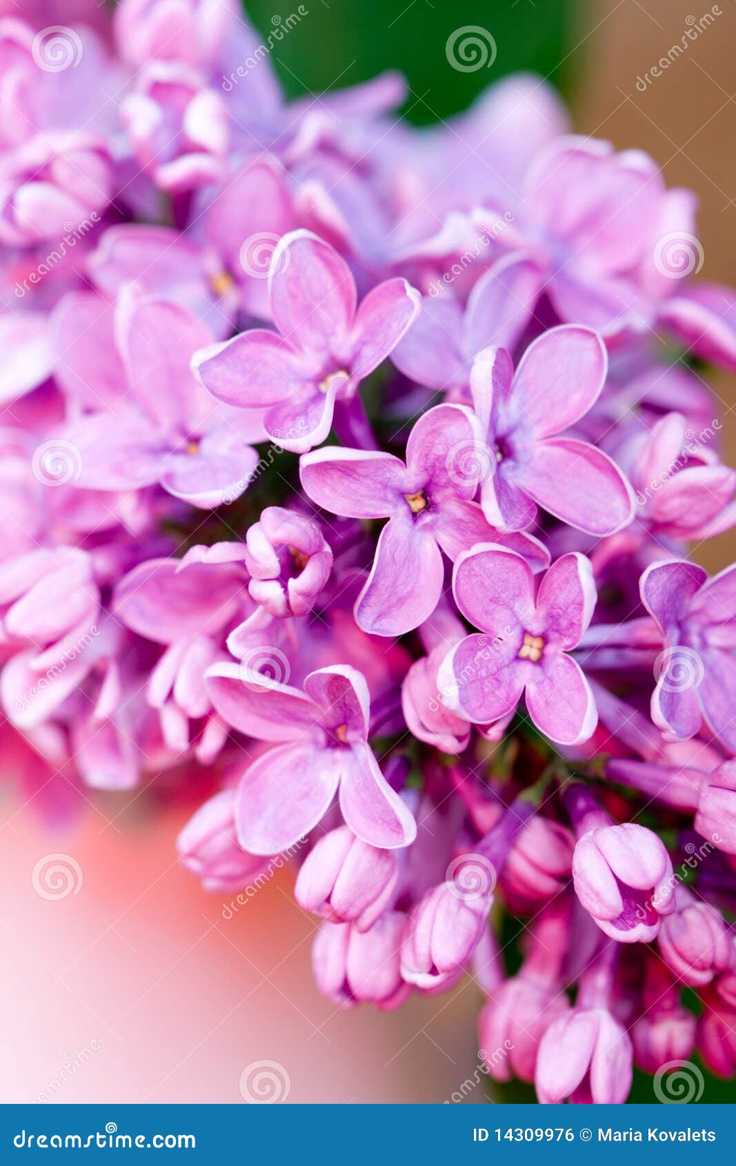Fresh lilac flower stock photo. Image of blossom, lilac - 14309976