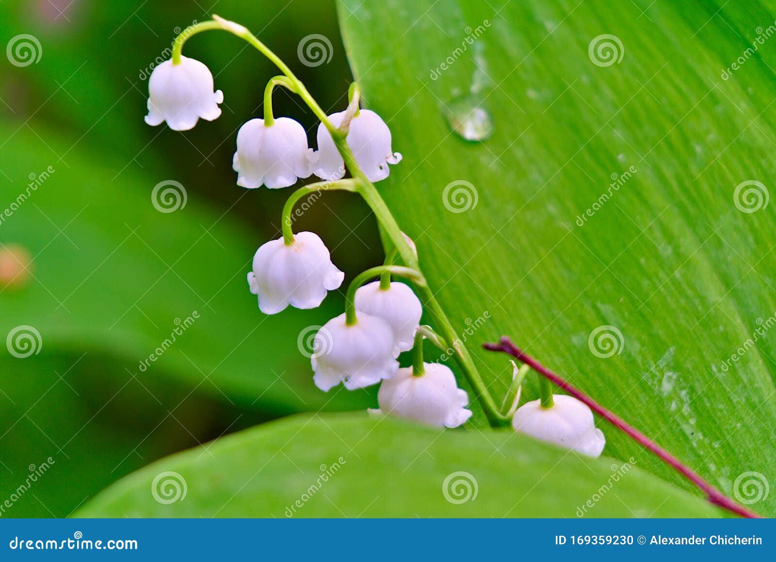 Fresh Lilies of the Valley Close-up. Stock Photo - Image of beautiful ...