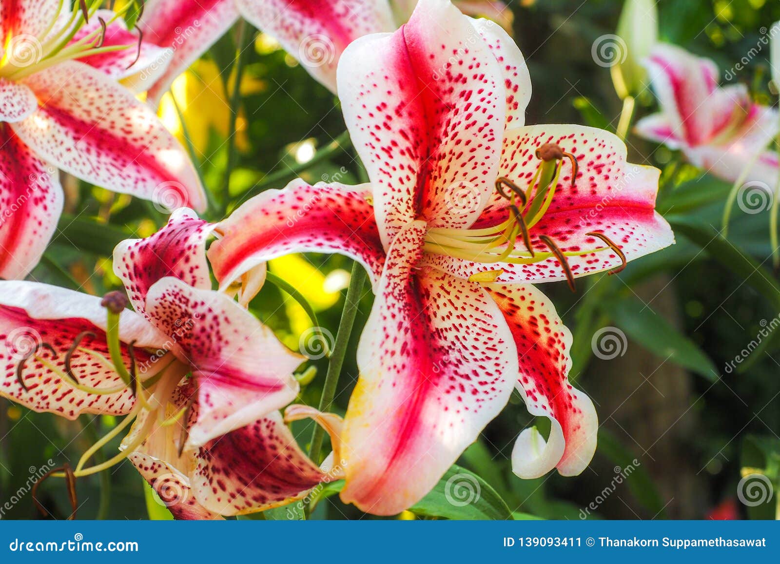 Fresh Lilly Flowers with in Garden Stock Image - Image of green, flower ...