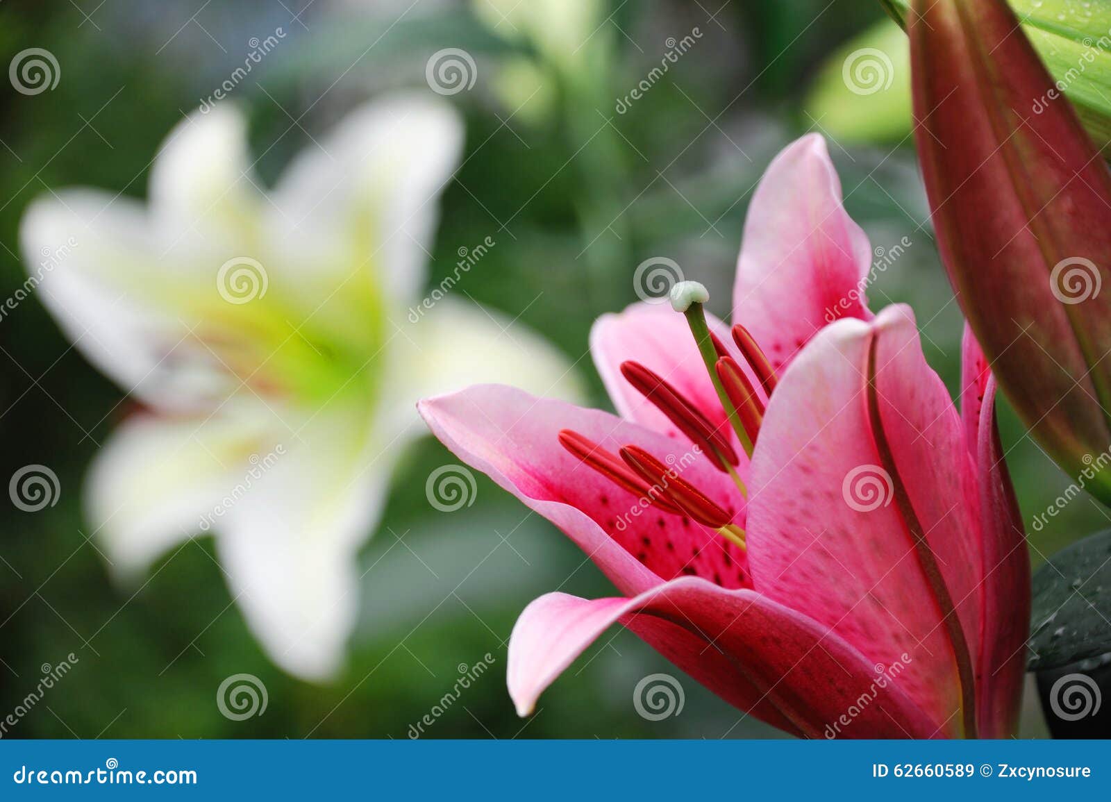 Fresh lily in spring stock image. Image of beautiful - 62660589
