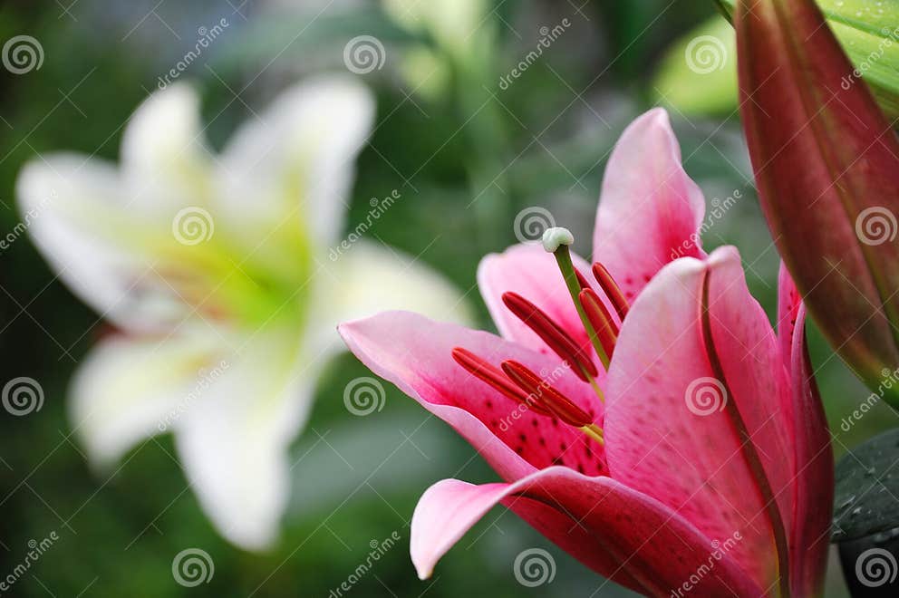 Fresh lily in spring stock image. Image of beautiful - 62660589
