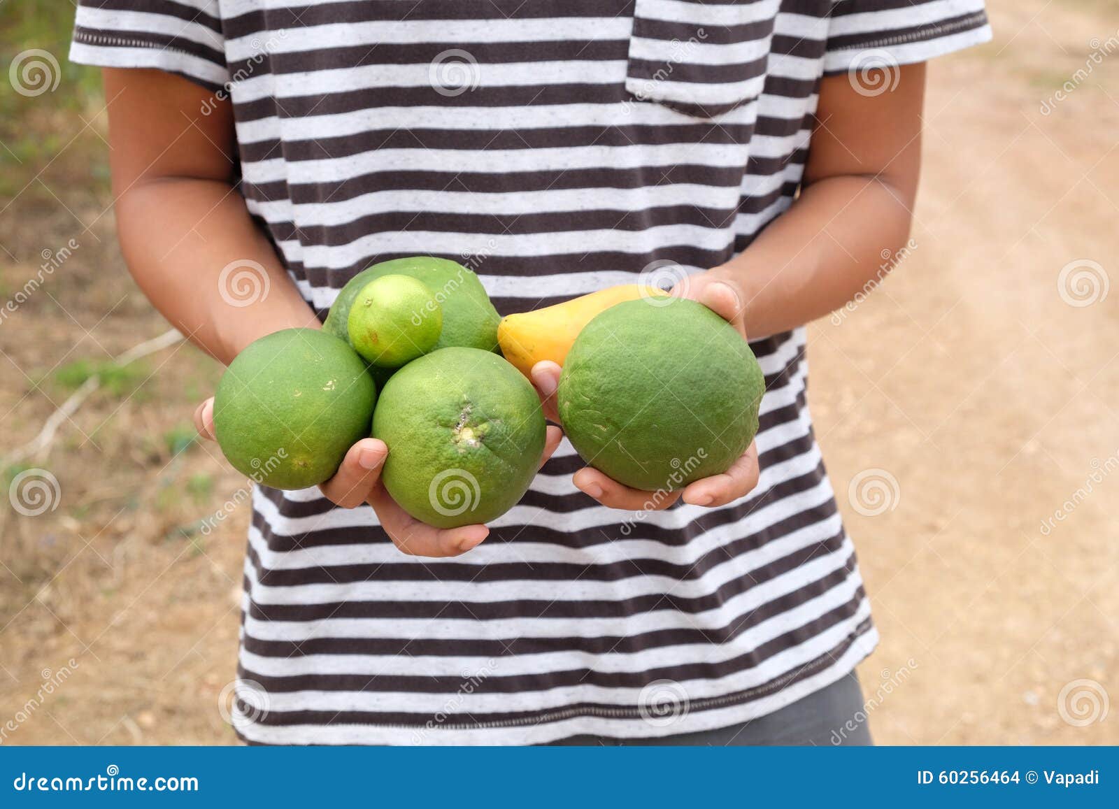 Fresh lime from farm stock photo. Image of label, agriculture - 60256464