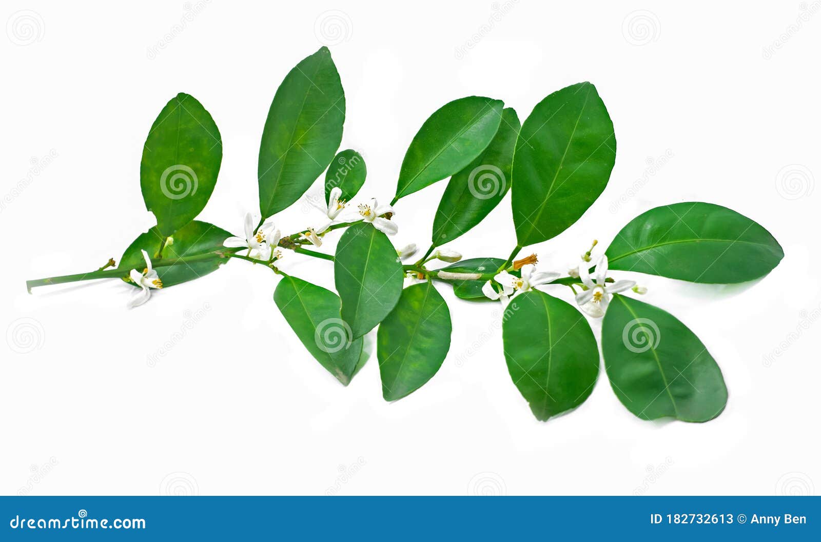Lime Leaf with Flower Isolated on White Background Stock Image - Image ...