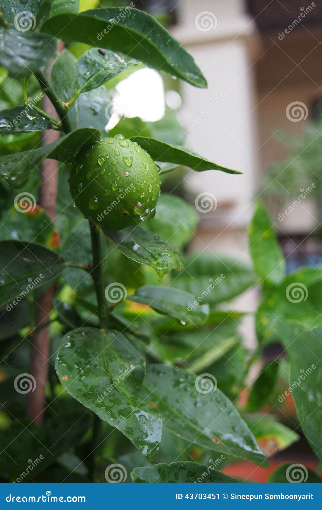 Fresh lime after rain stock image. Image of fresh, backyard - 43703451