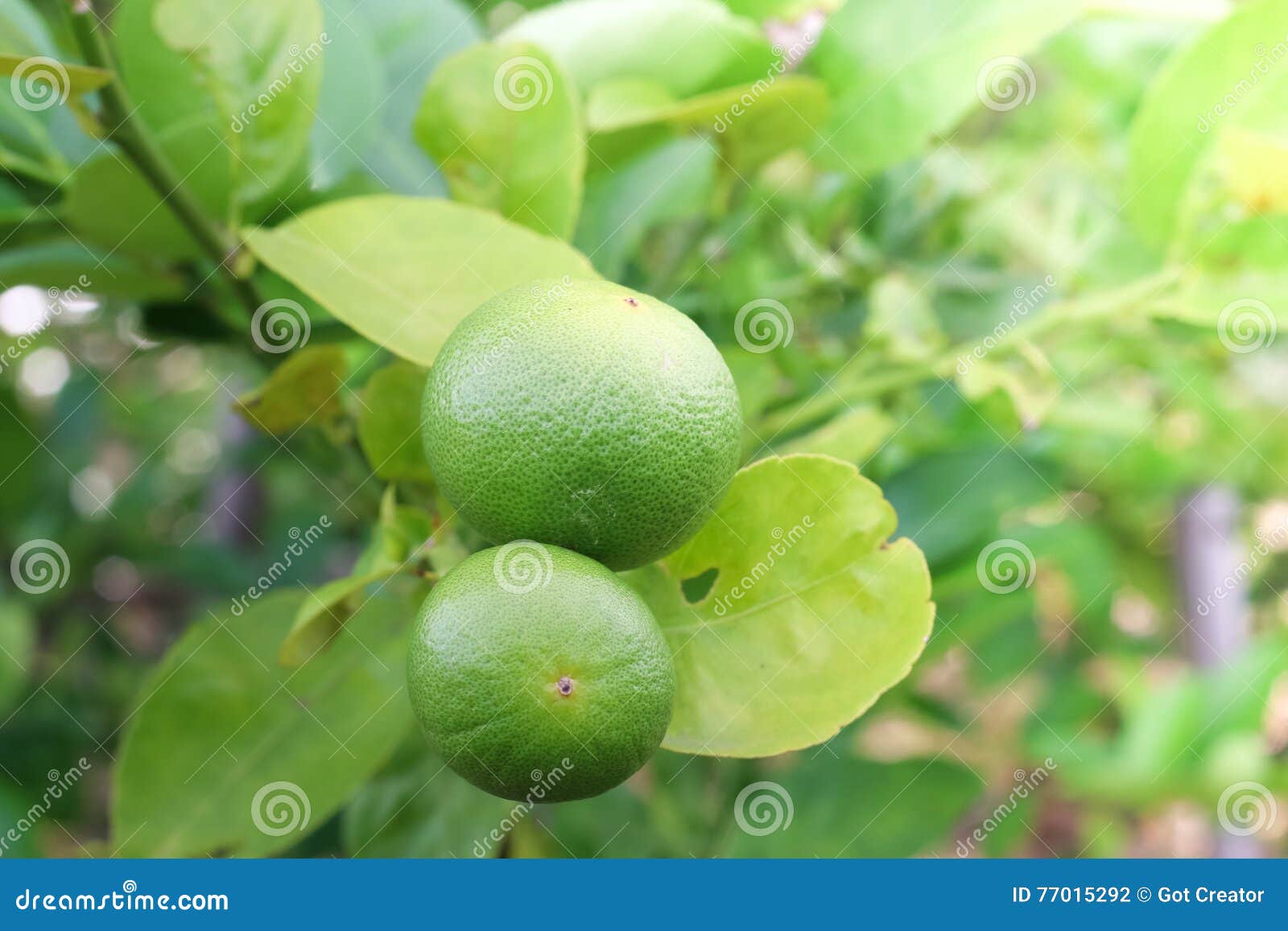 Fresh lime on the tree stock photo. Image of dieting - 77015292