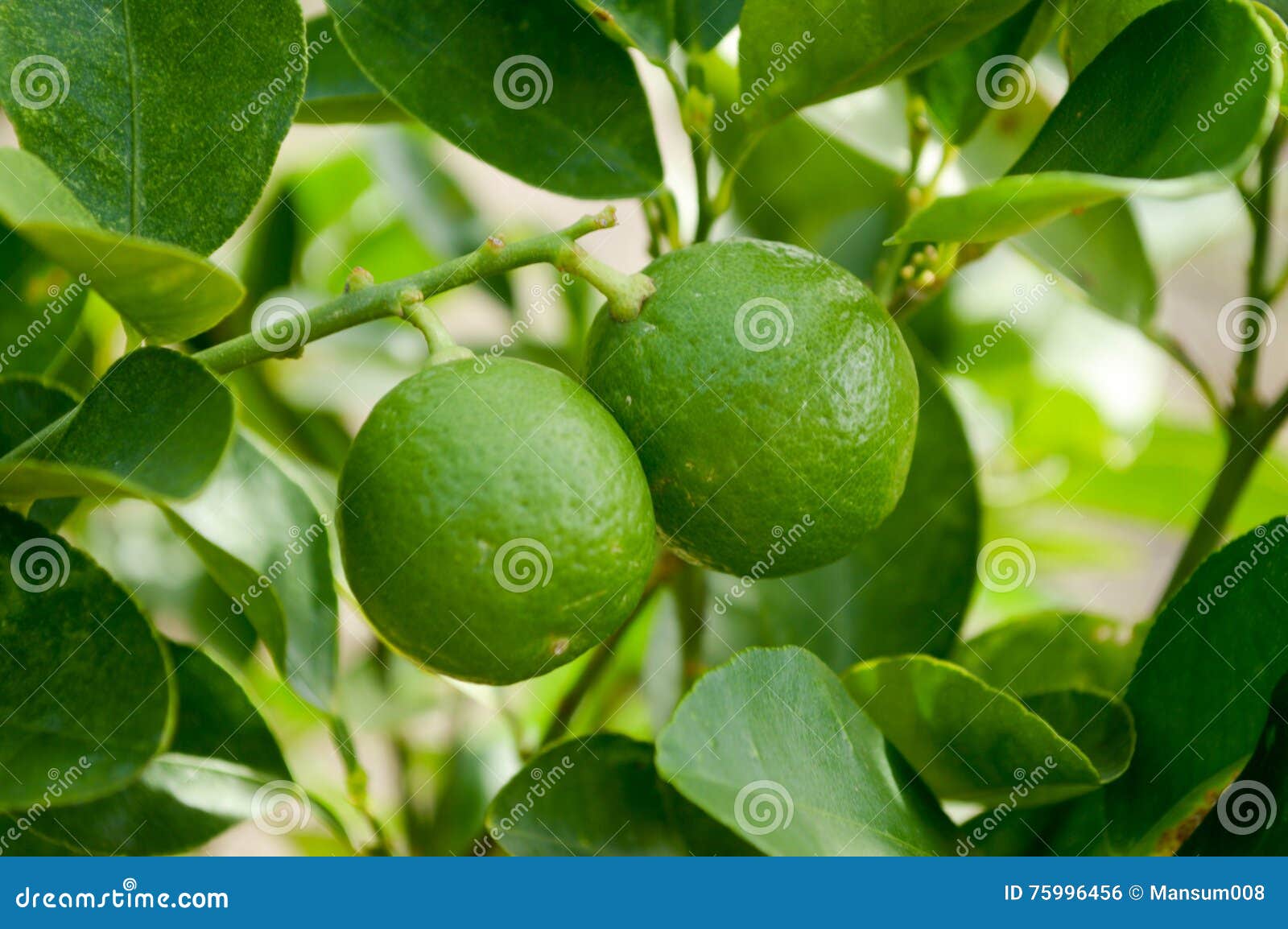 Fresh lime tree stock photo. Image of common, citrus - 75996456