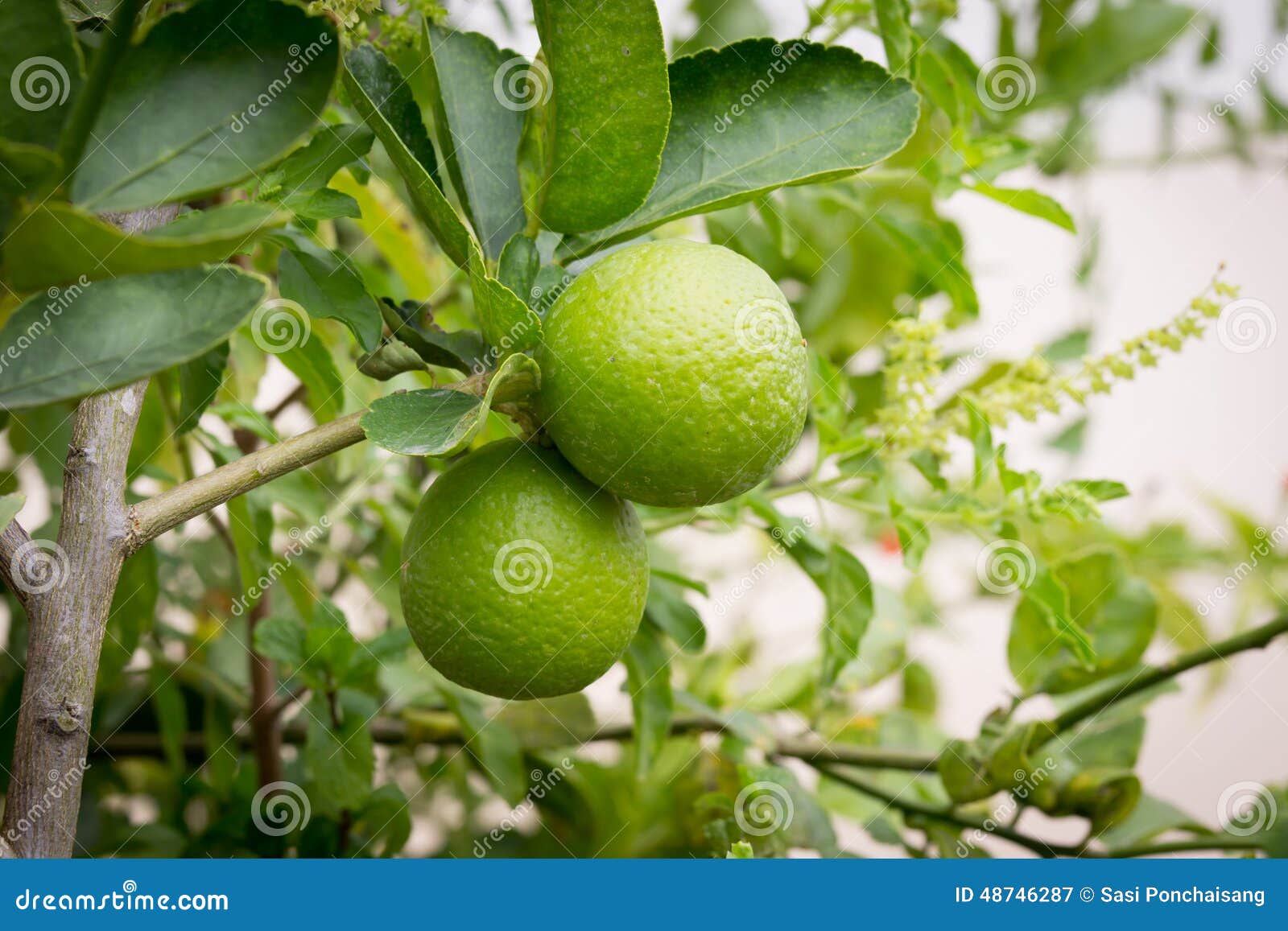Fresh limes on lime tree stock image. Image of thailand - 48746287