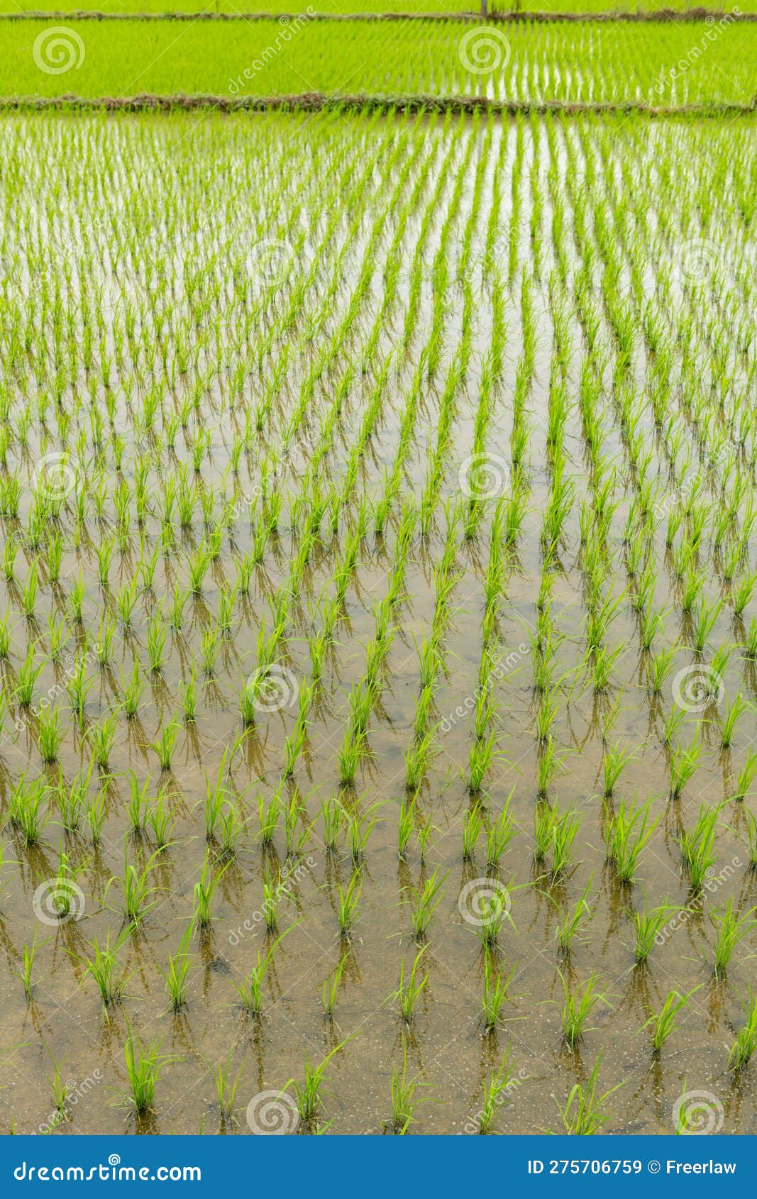 Fresh Little Green Paddy Field at Vertical Composition Stock Image ...