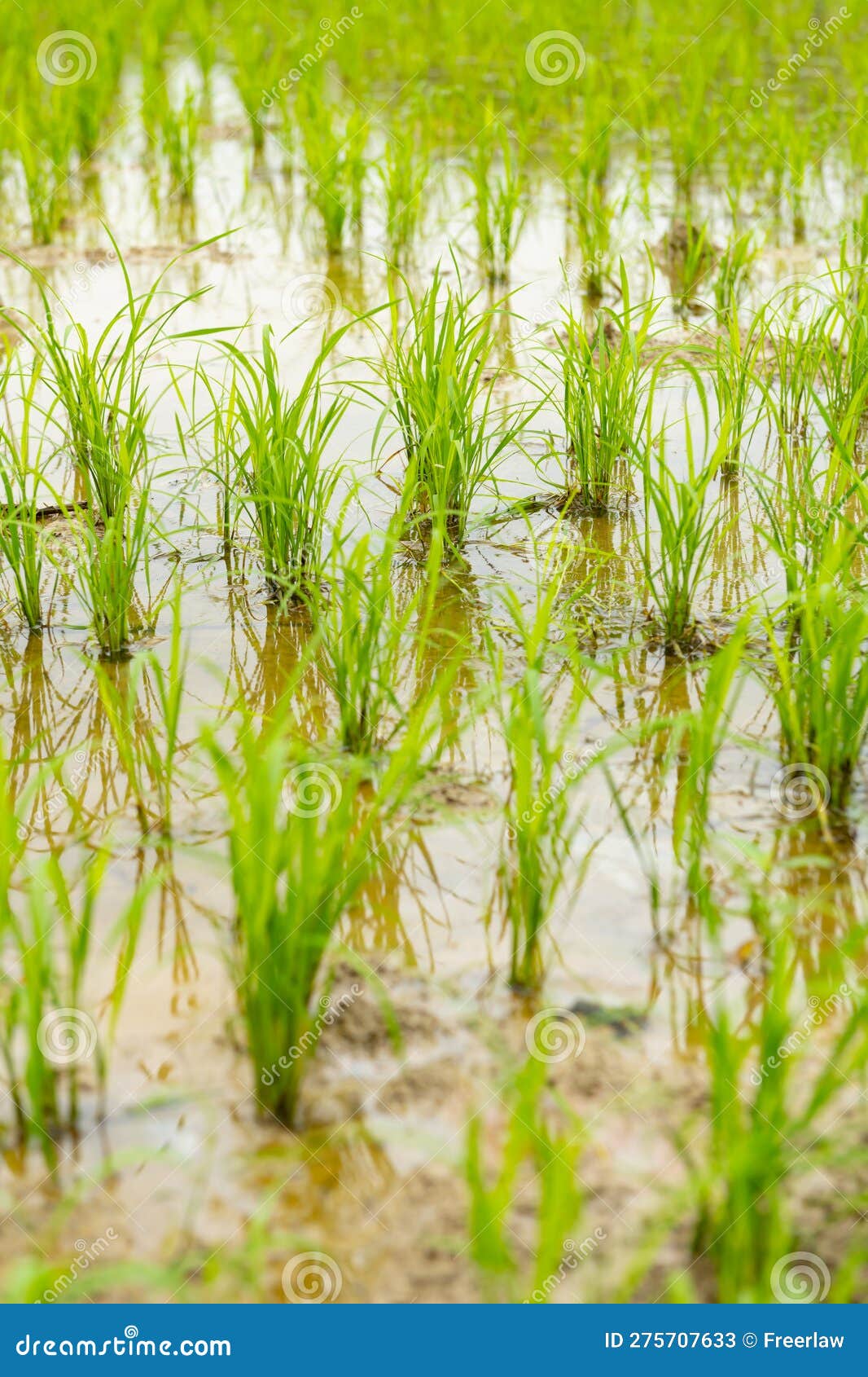 Fresh Little Green Paddy Field at Vertical Composition Stock Image ...