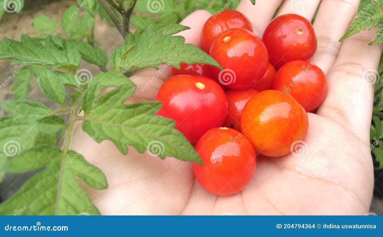 Fresh Little tomato cherry stock photo. Image of tomato - 204794364