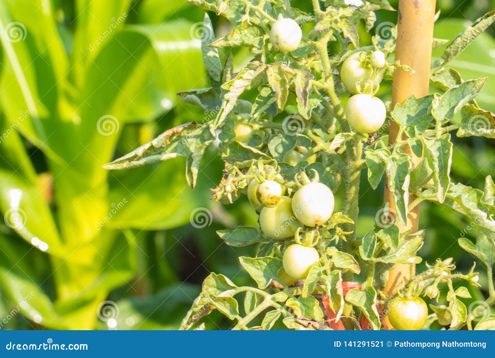 Little Tomato on Tree in the Garden at Thailand Stock Image - Image of ...