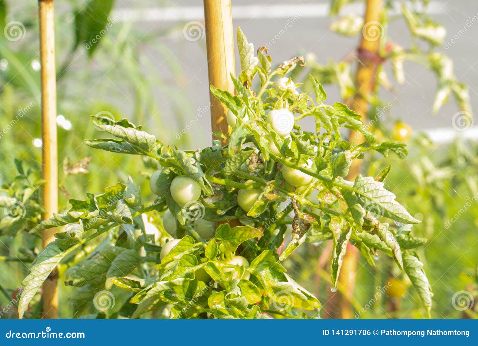 Little Tomato on Tree in the Garden at Thailand Stock Photo - Image of ...