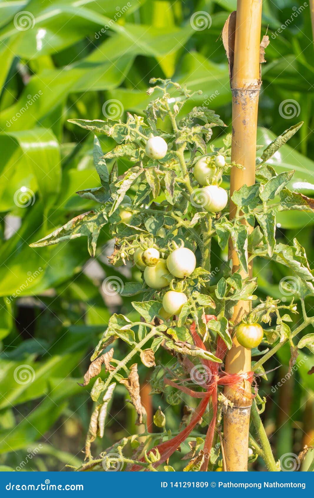 Little Tomato on Tree in the Garden at Thailand Stock Image - Image of ...