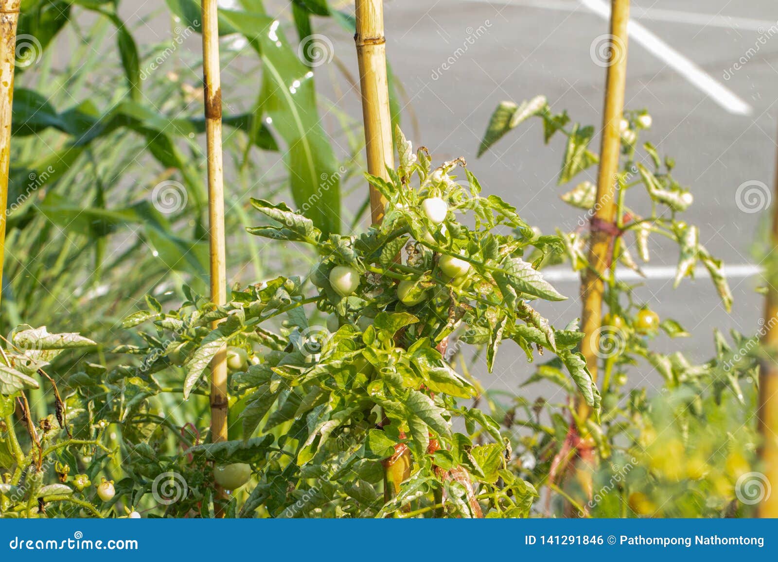 Little Tomato on Tree in the Garden at Thailand Stock Photo - Image of ...