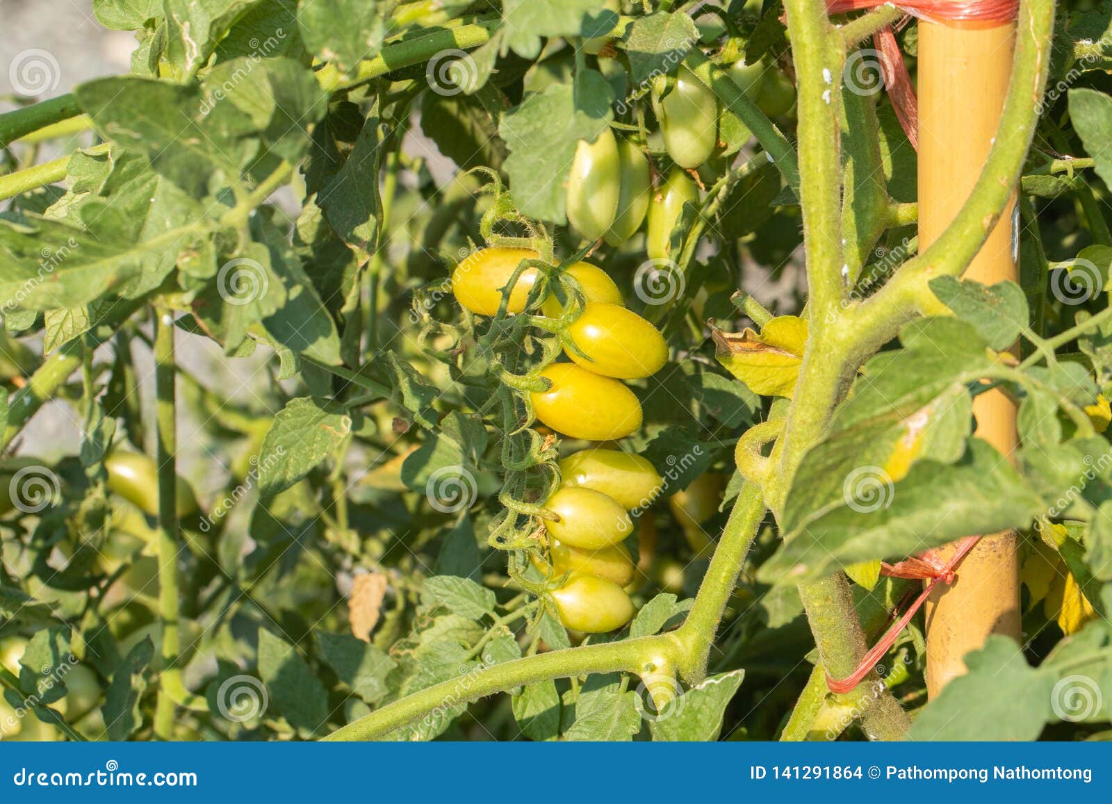 Little Tomato on Tree in the Garden at Thailand Stock Photo - Image of ...