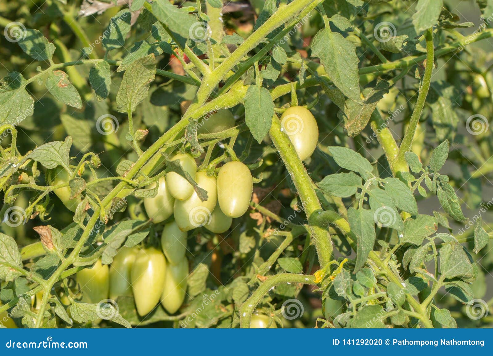 Little Tomato on Tree in the Garden at Thailand Stock Photo - Image of ...