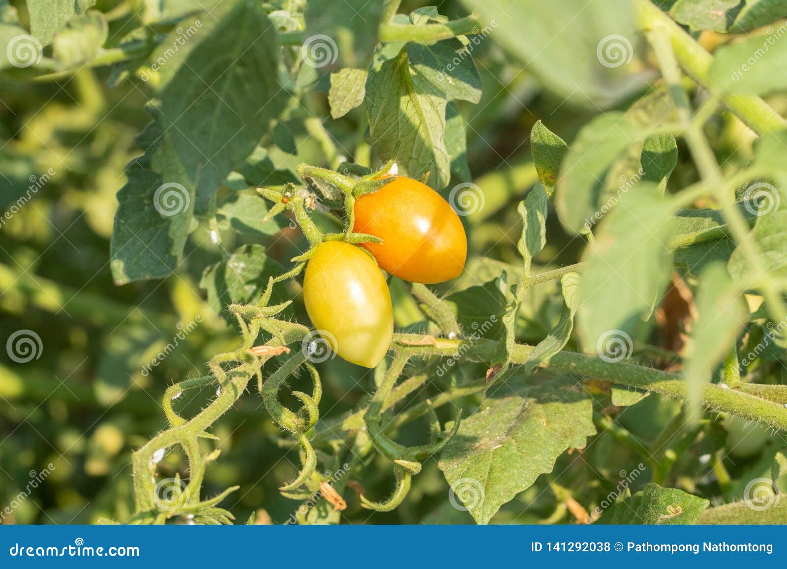Little Tomato on Tree in the Garden at Thailand Stock Photo - Image of ...