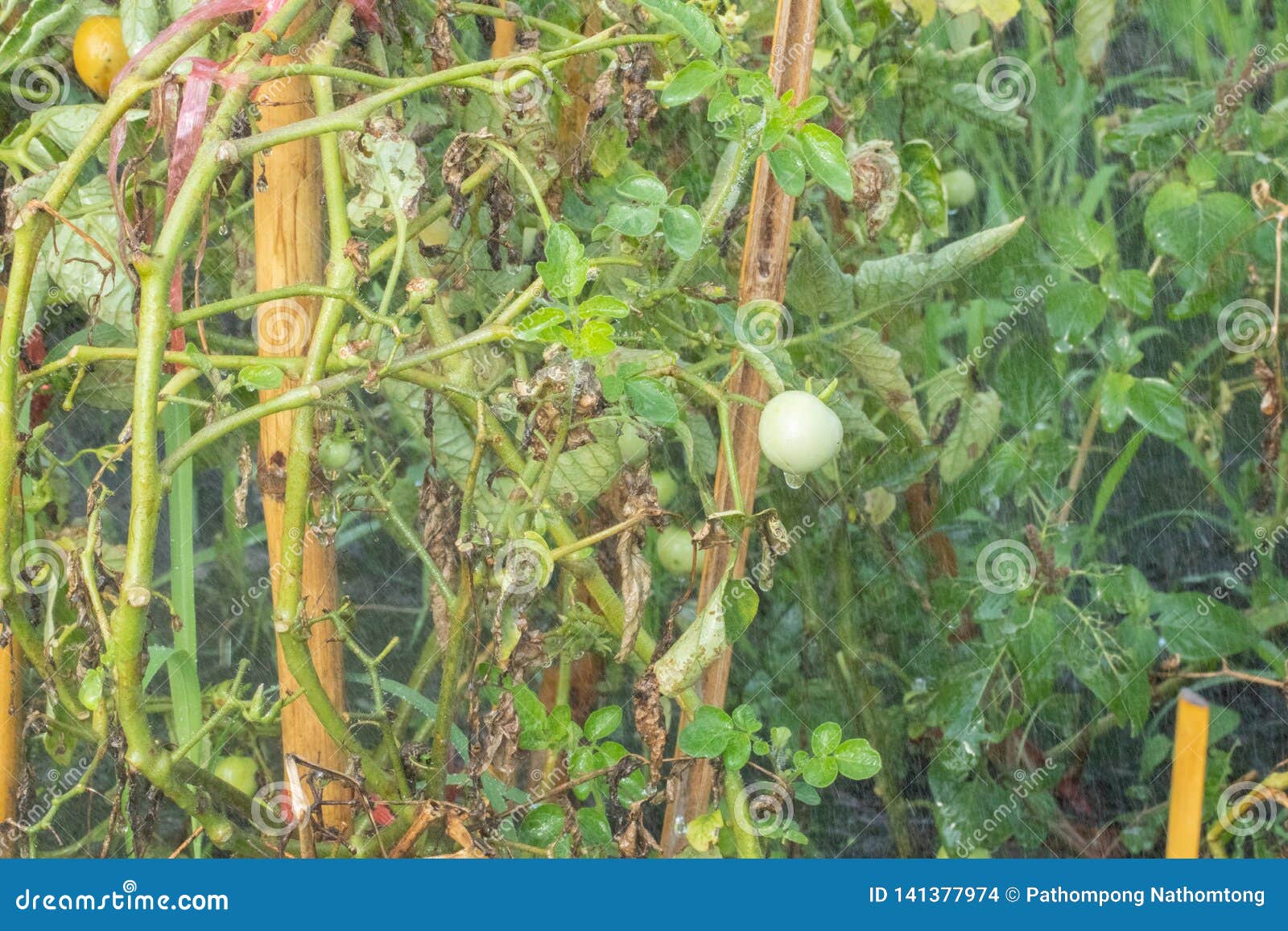 Little Tomato on Tree in the Garden at Thailand Stock Photo - Image of ...