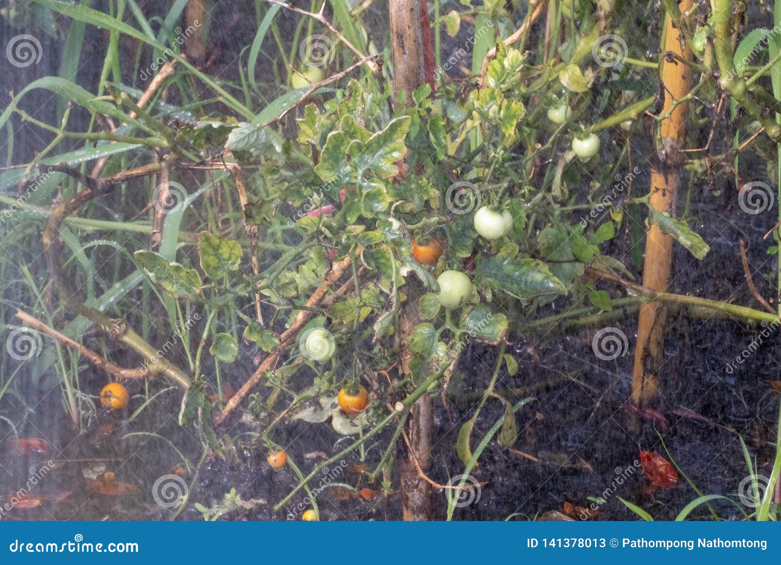Little Tomato on Tree in the Garden at Thailand Stock Image - Image of ...