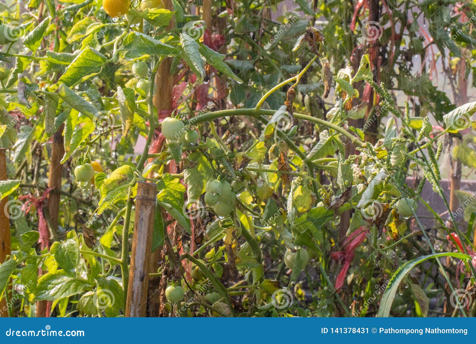 Little Tomato on Tree in the Garden at Thailand Stock Image - Image of ...