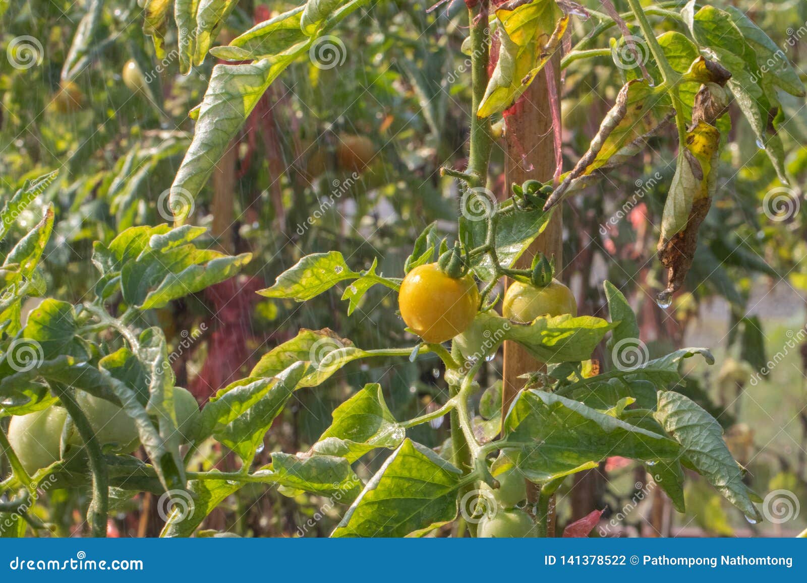 Little Tomato on Tree in the Garden at Thailand Stock Photo - Image of ...