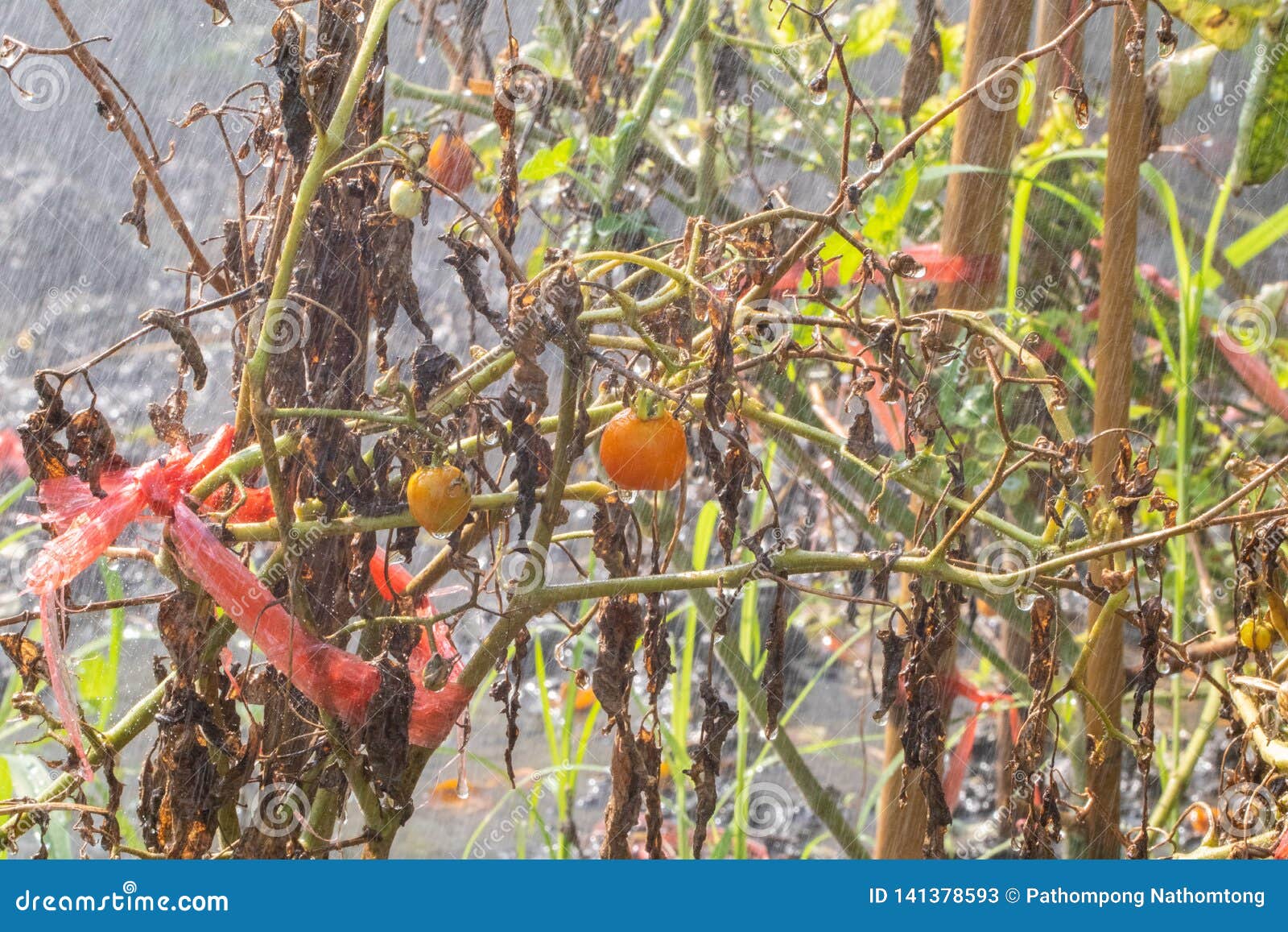 Little Tomato on Tree in the Garden at Thailand Stock Image - Image of ...