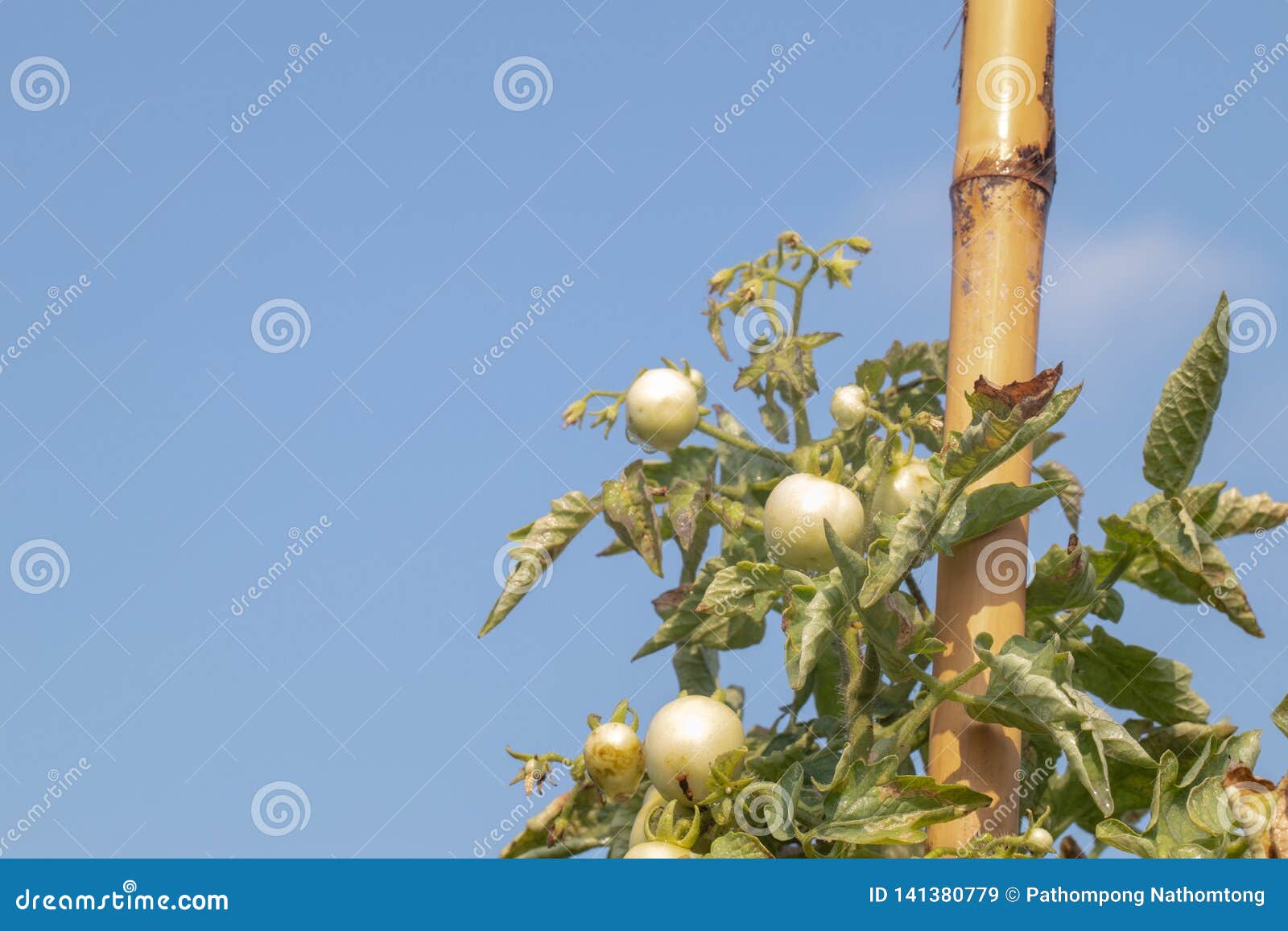 Fresh Little Tomato on Tree in the Garden Stock Image - Image of ...