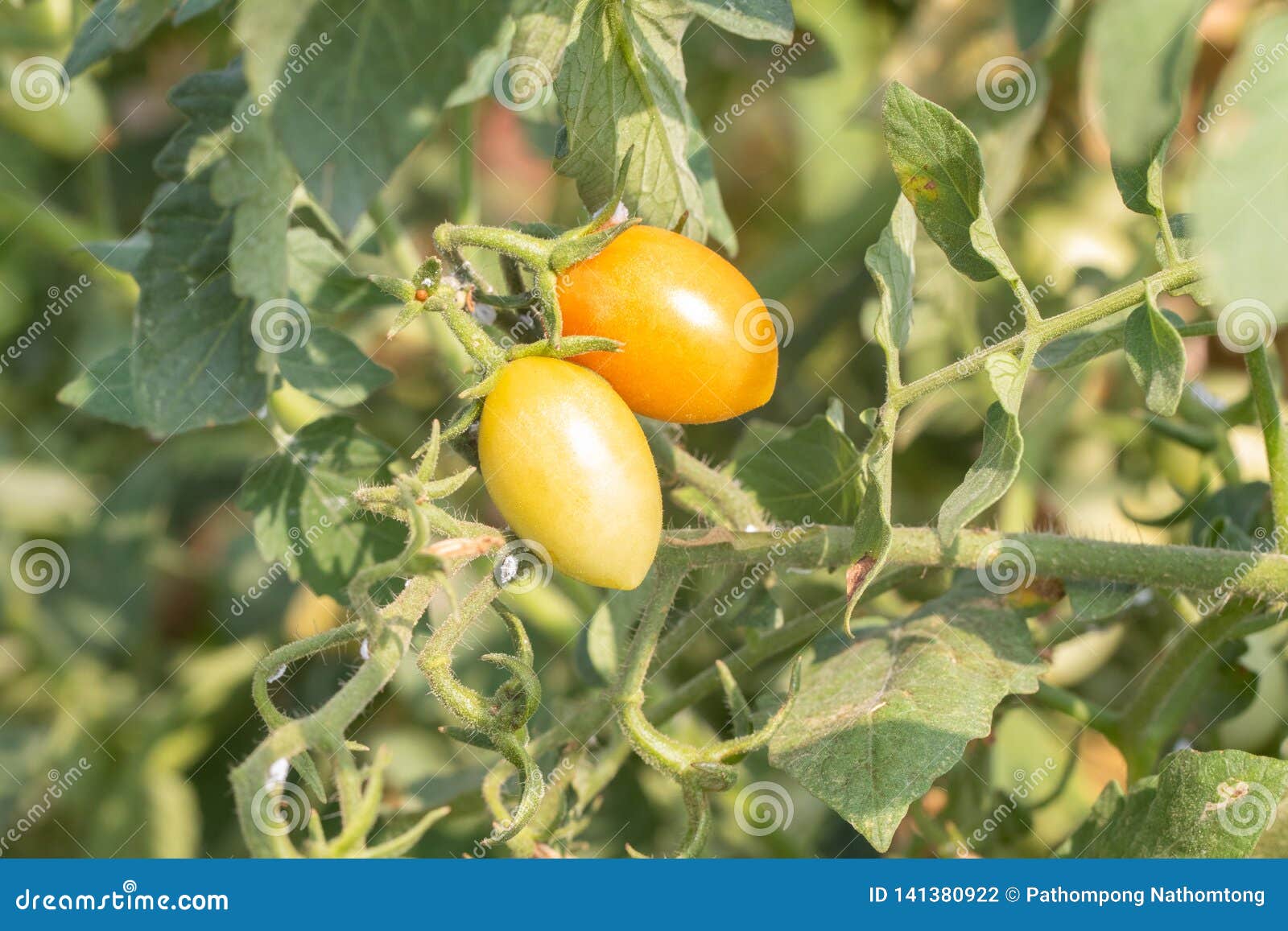 Fresh Little Tomato on Tree in the Garden Stock Photo - Image of ...