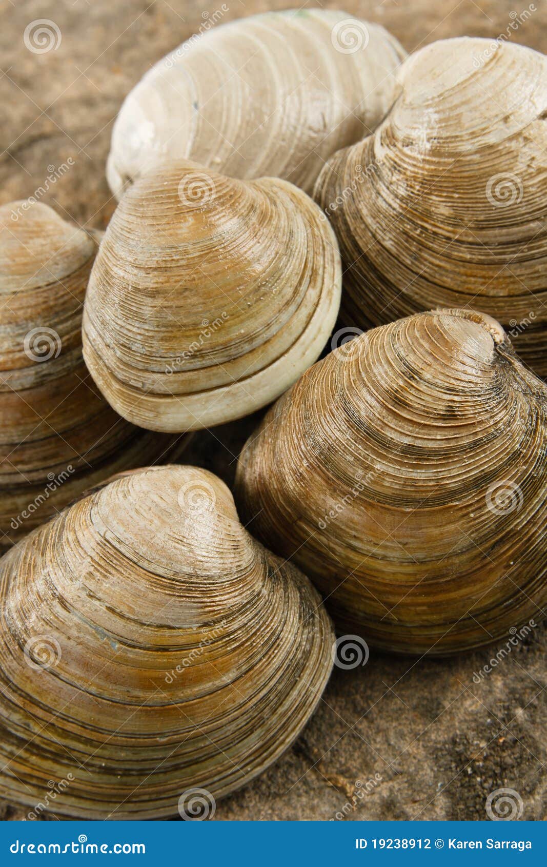 Fresh Littleneck Clams stock photo. Image of mercenaria - 19238912