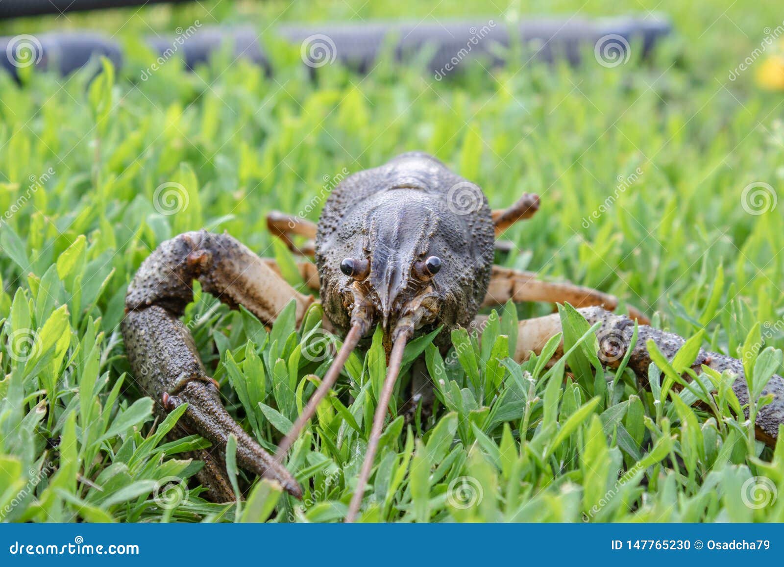 Fresh Live Cancer on Green Grass Stock Photo - Image of grass, clams ...