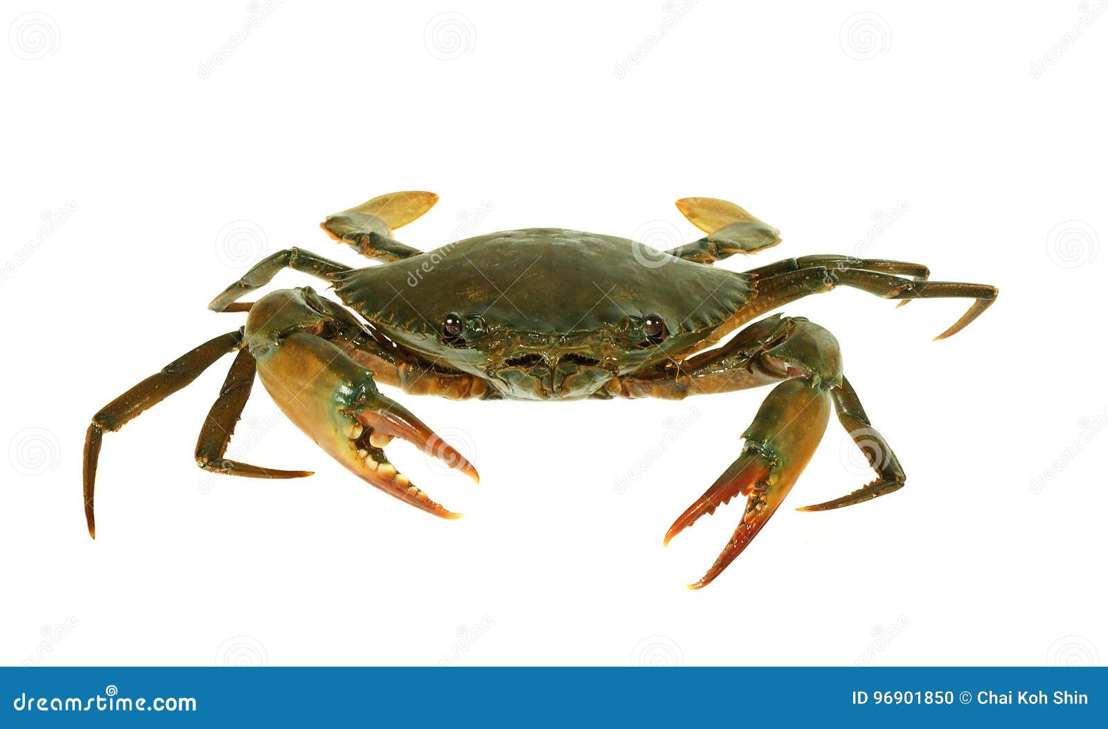 2,012 Live Crab White Background Stock Photos - Free & Royalty-Free ...