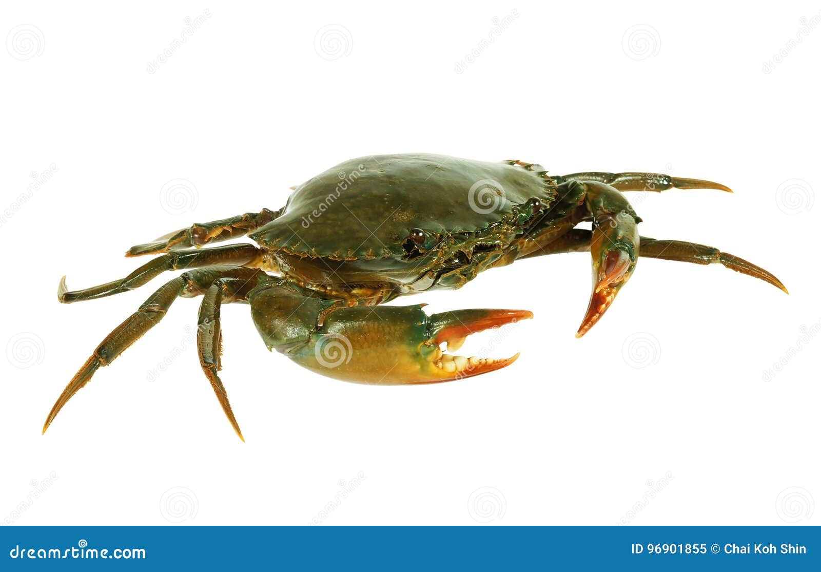 Fresh Live Crab Isolated on White Background Stock Image - Image of ...