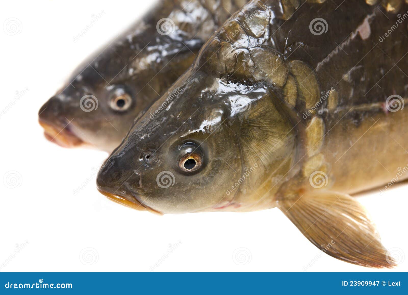 Fresh Live Fish is Isolated Stock Image - Image of colorful, delicious ...