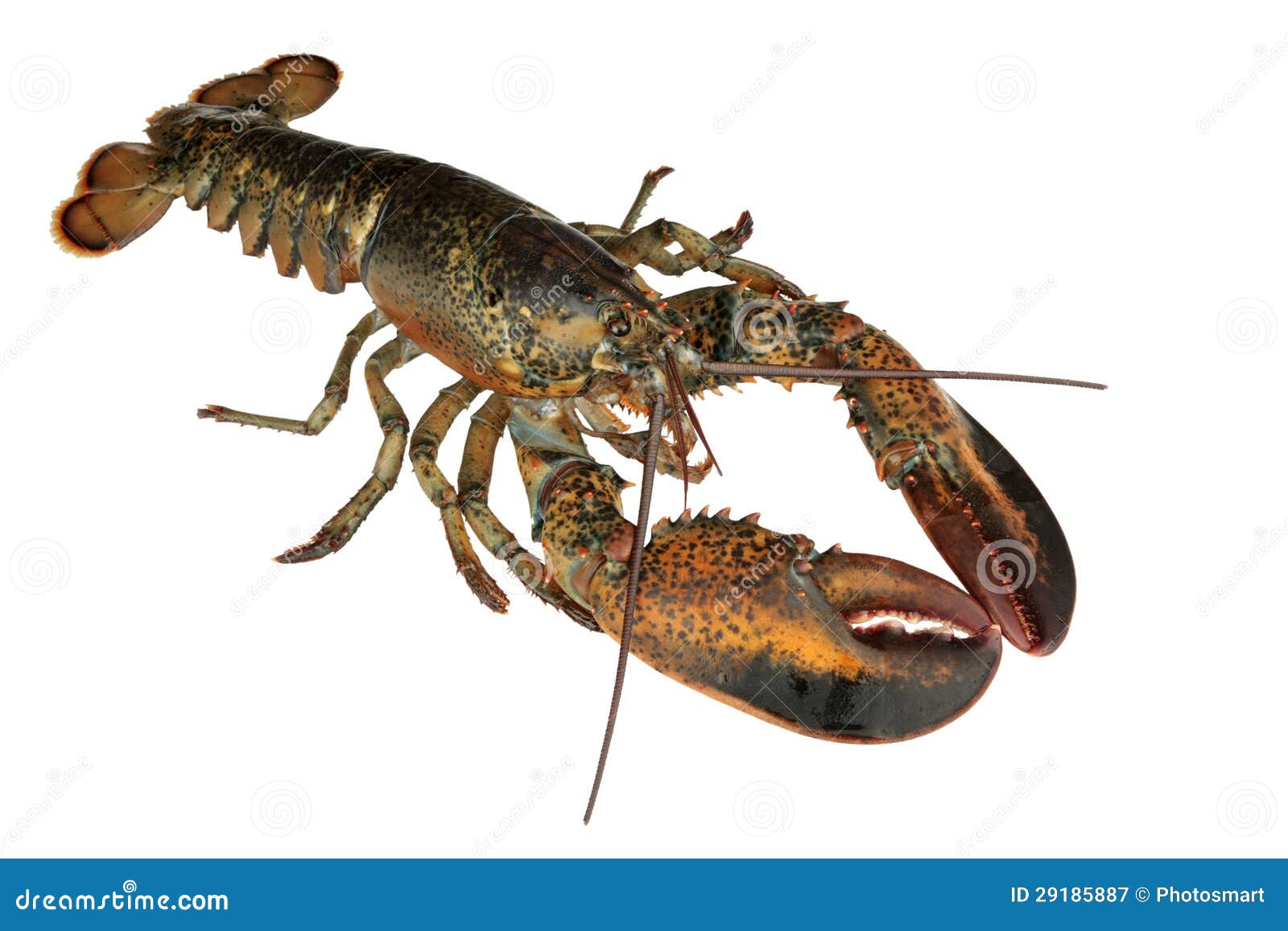 Fresh lobster stock image. Image of cuisine, seafood - 29185887