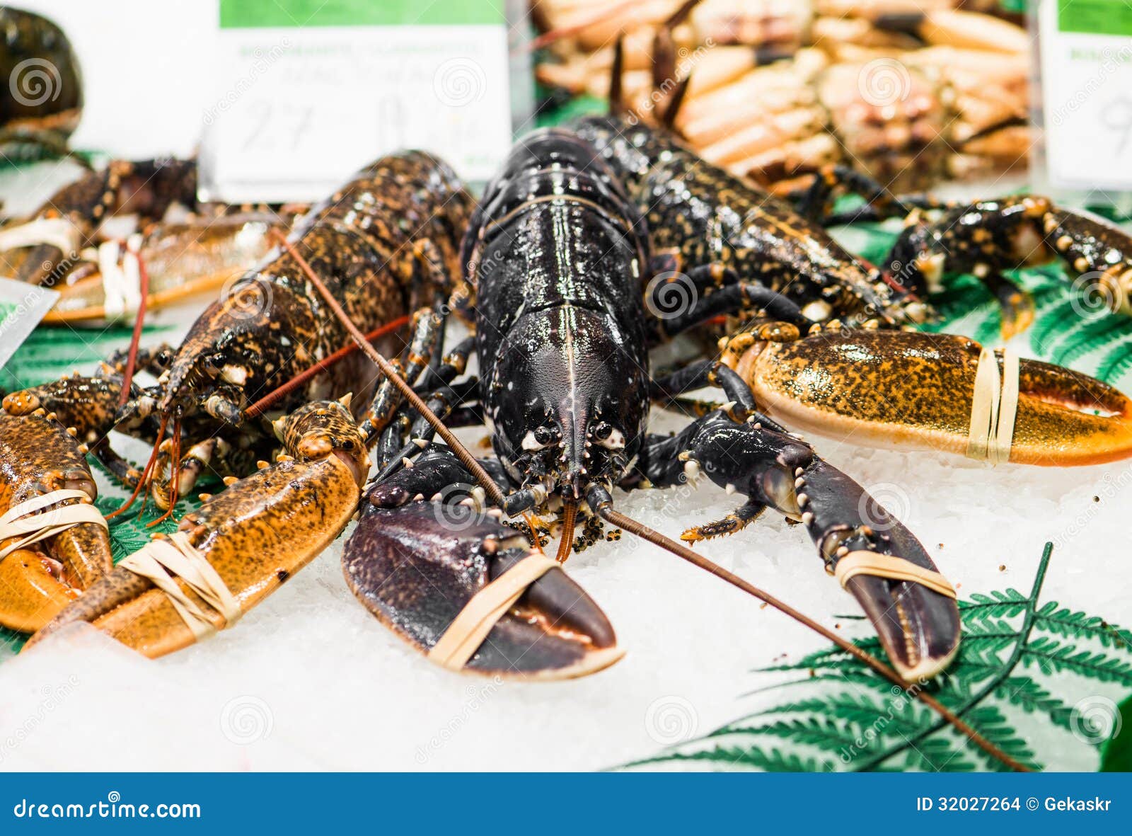 Fresh lobsters stock photo. Image of store, healthy, cooking - 32027264
