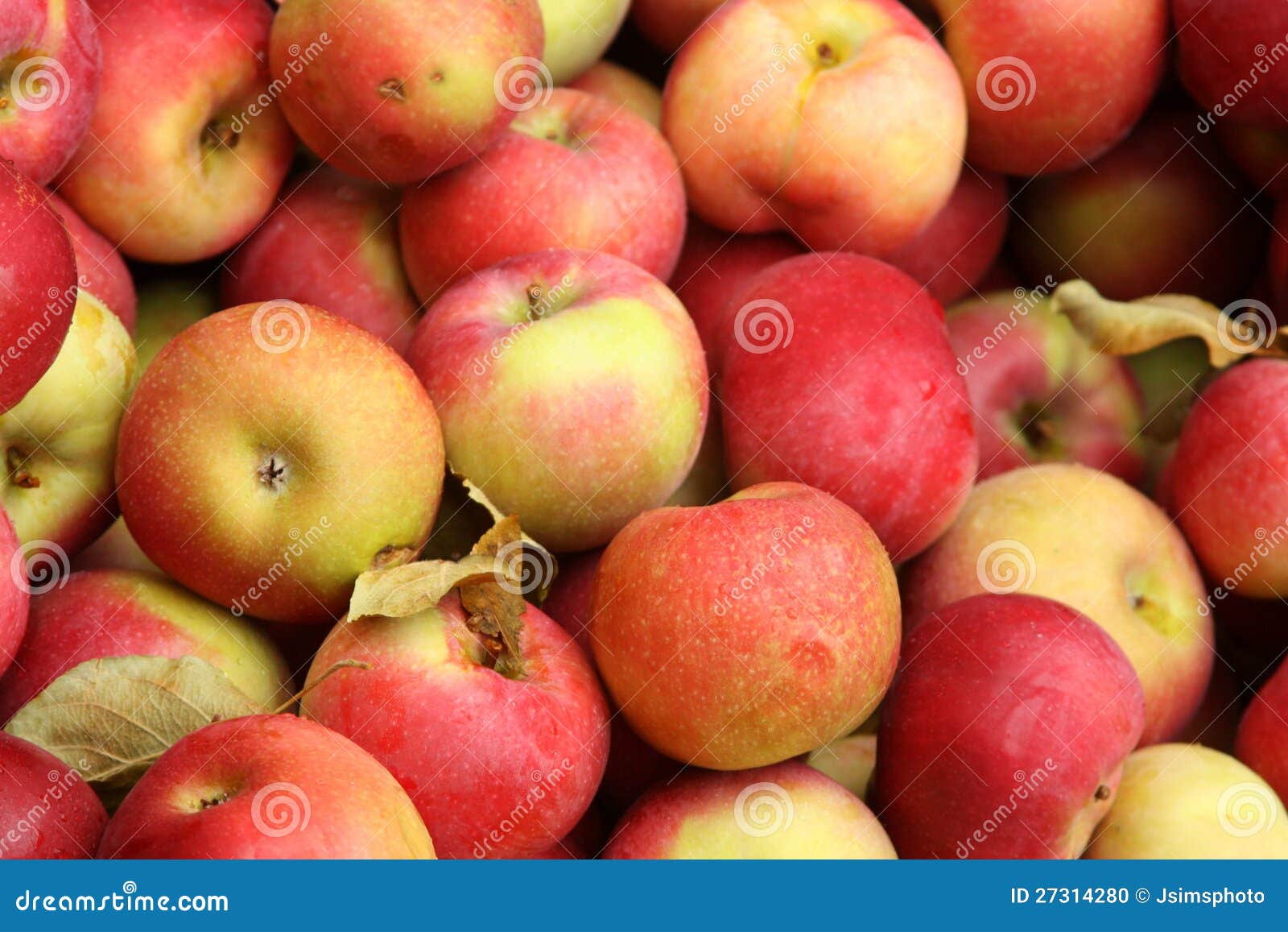 Fresh local apples stock photo. Image of background, color - 27314280