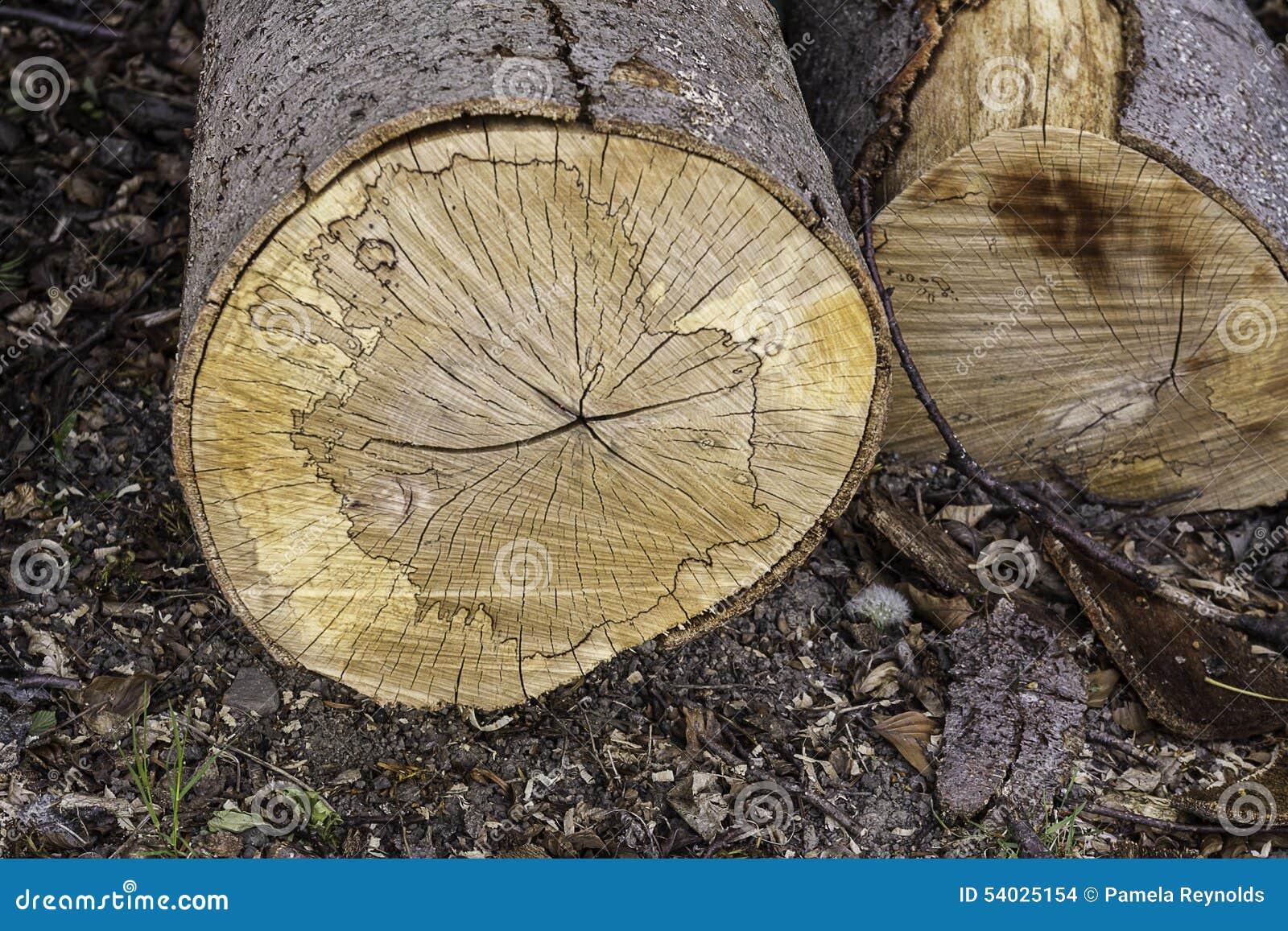 Fresh Logs stock photo. Image of pattern, round, ground - 54025154