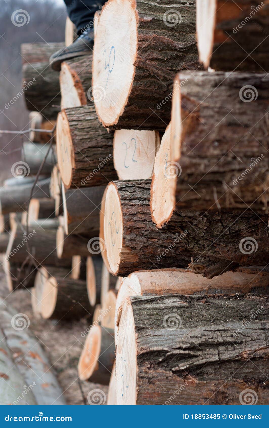 Fresh Logs of Wood Piled Up Stock Image - Image of color, abstract ...