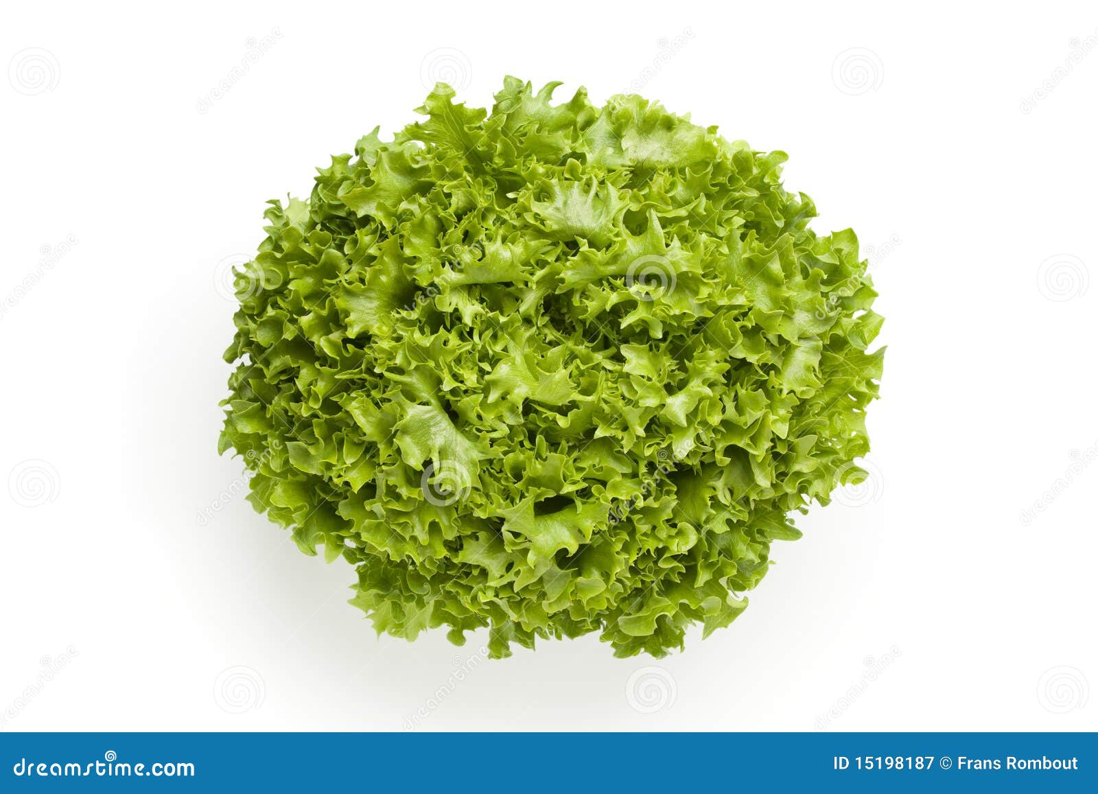 Fresh Lollo bionde lettuce stock image. Image of lettuce - 15198187