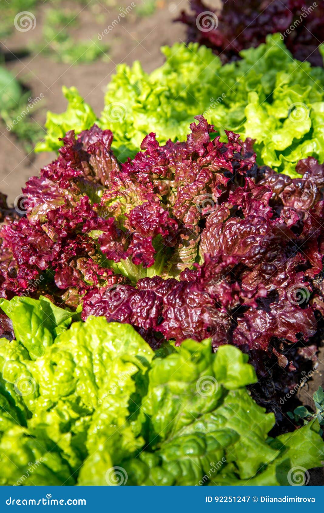 Fresh Lollo Rosso Lettuce in the Garden Stock Image - Image of closeup ...