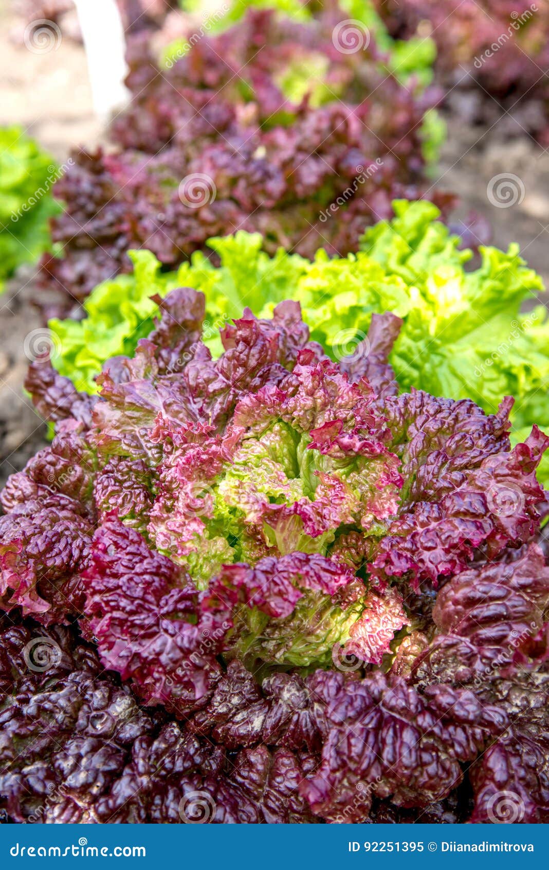 Fresh Lollo Rosso Lettuce in the Garden Stock Image - Image of food ...