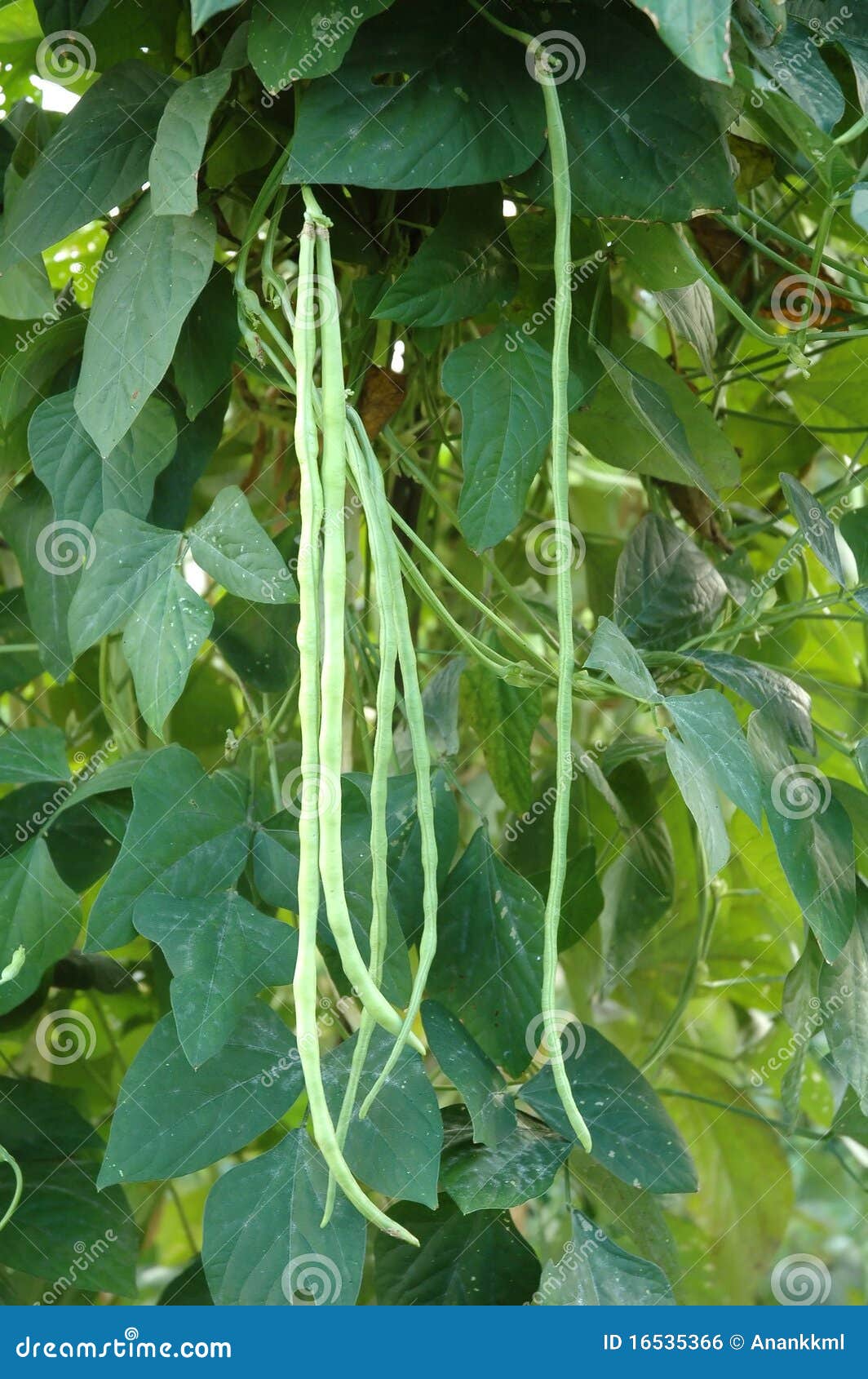 Fresh long bean stock photo. Image of healthy, grow, gardening - 16535366