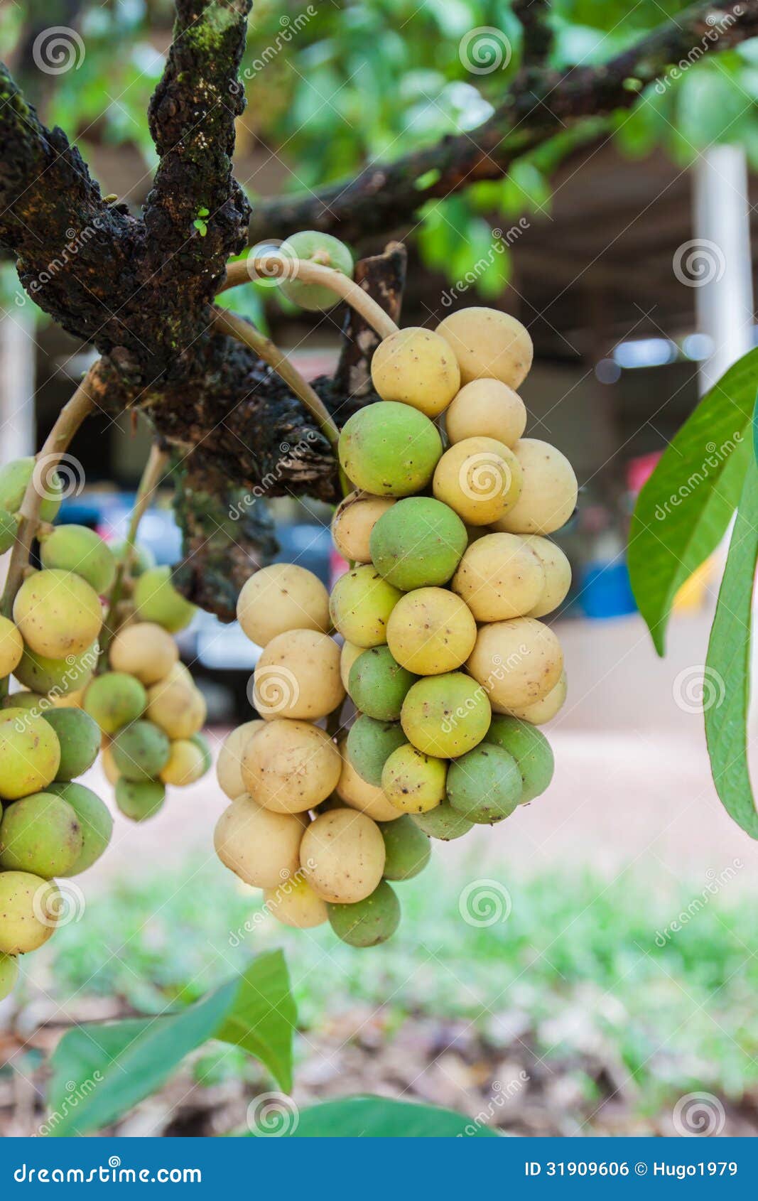 Fresh long gong stock photo. Image of travel, branch - 31909606