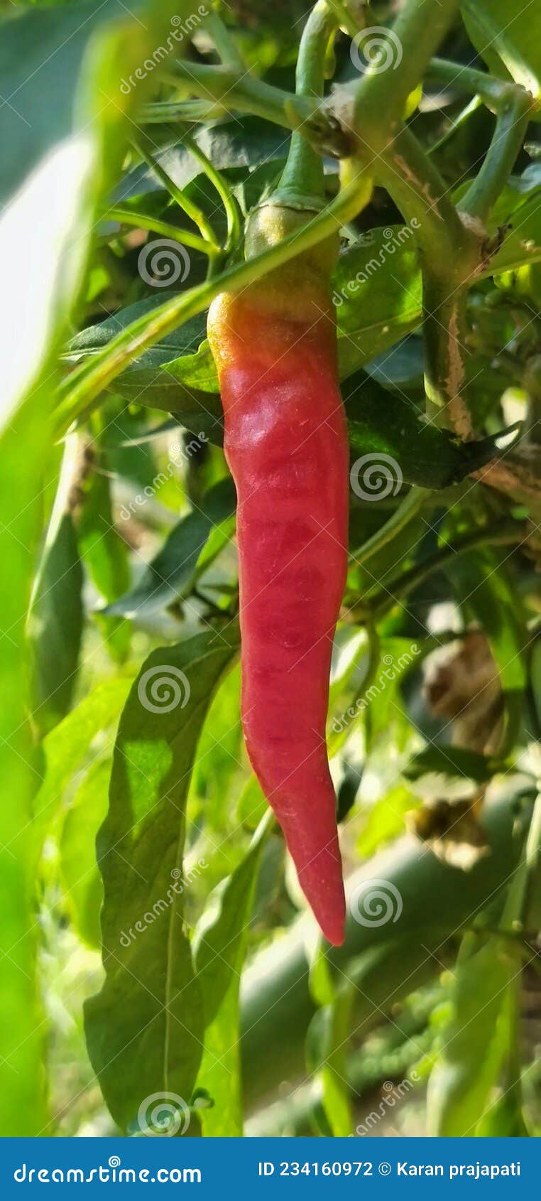Fresh Long Red Chilli on the Plant with Green Leaves. Stock Photo ...