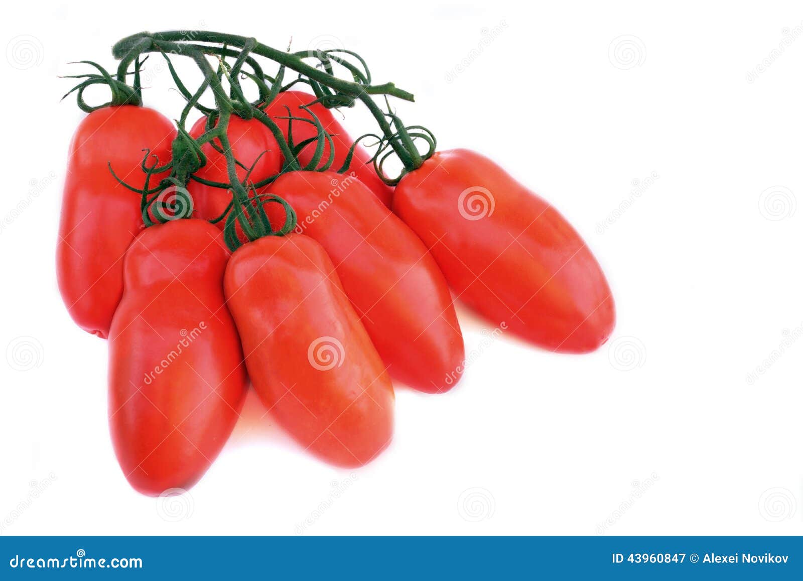 Long Tomato Greenhouse In Maasdijk Royalty-Free Stock Photography ...