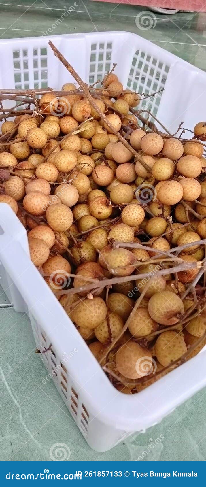 Fresh longan stock image. Image of clumpy, fresh, longan - 261857133