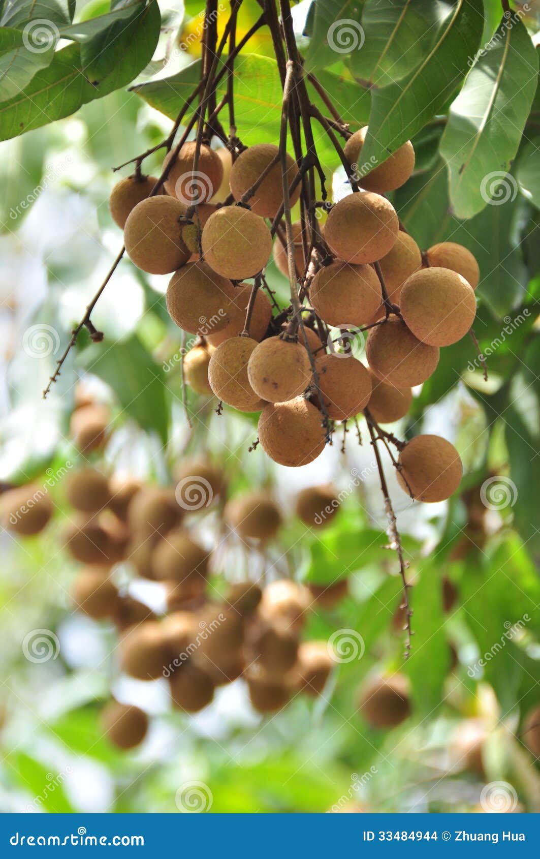 Fresh longan stock photo. Image of longgan, eating, nature - 33484944